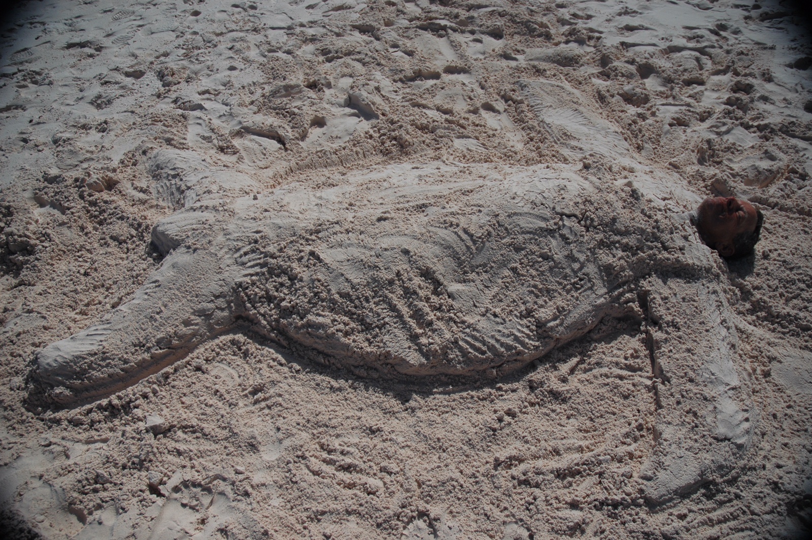 frank-turtle – Ticket to Ride