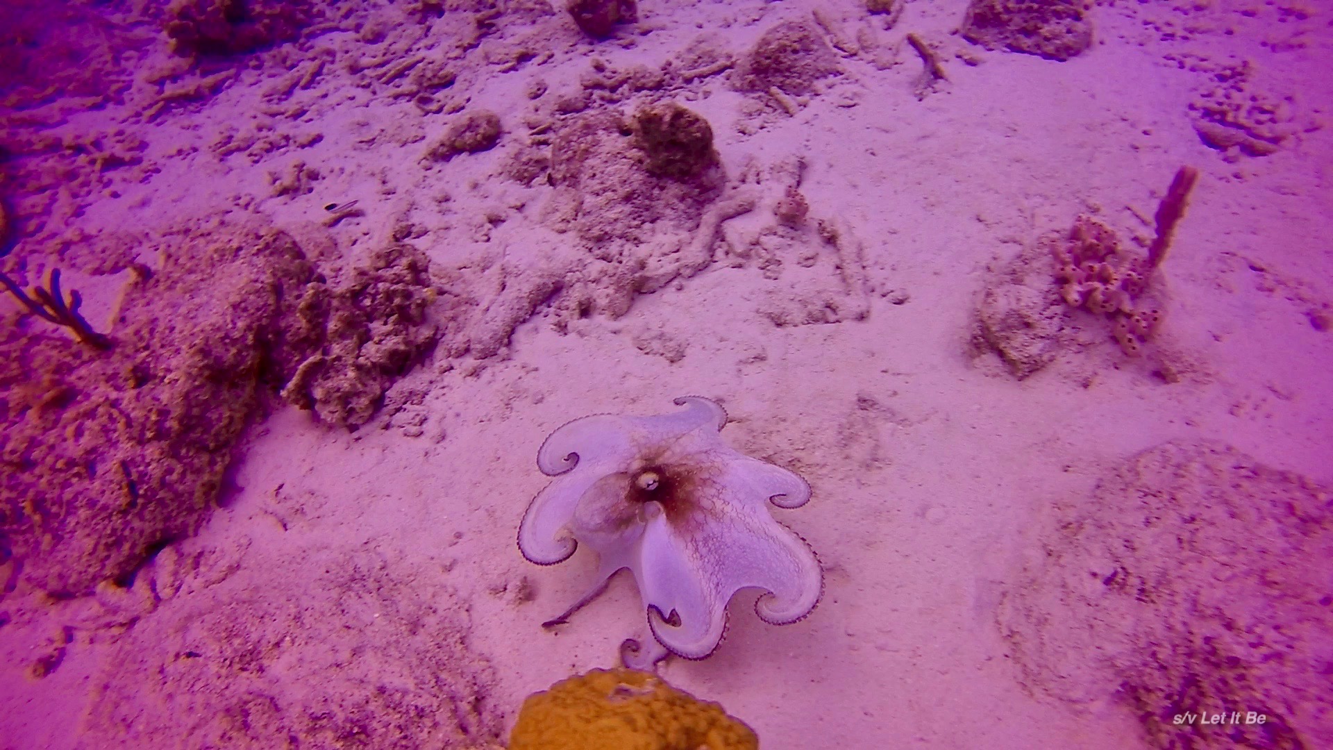 Goodbye Aruba, Hello Bonaire! – Ticket to Ride