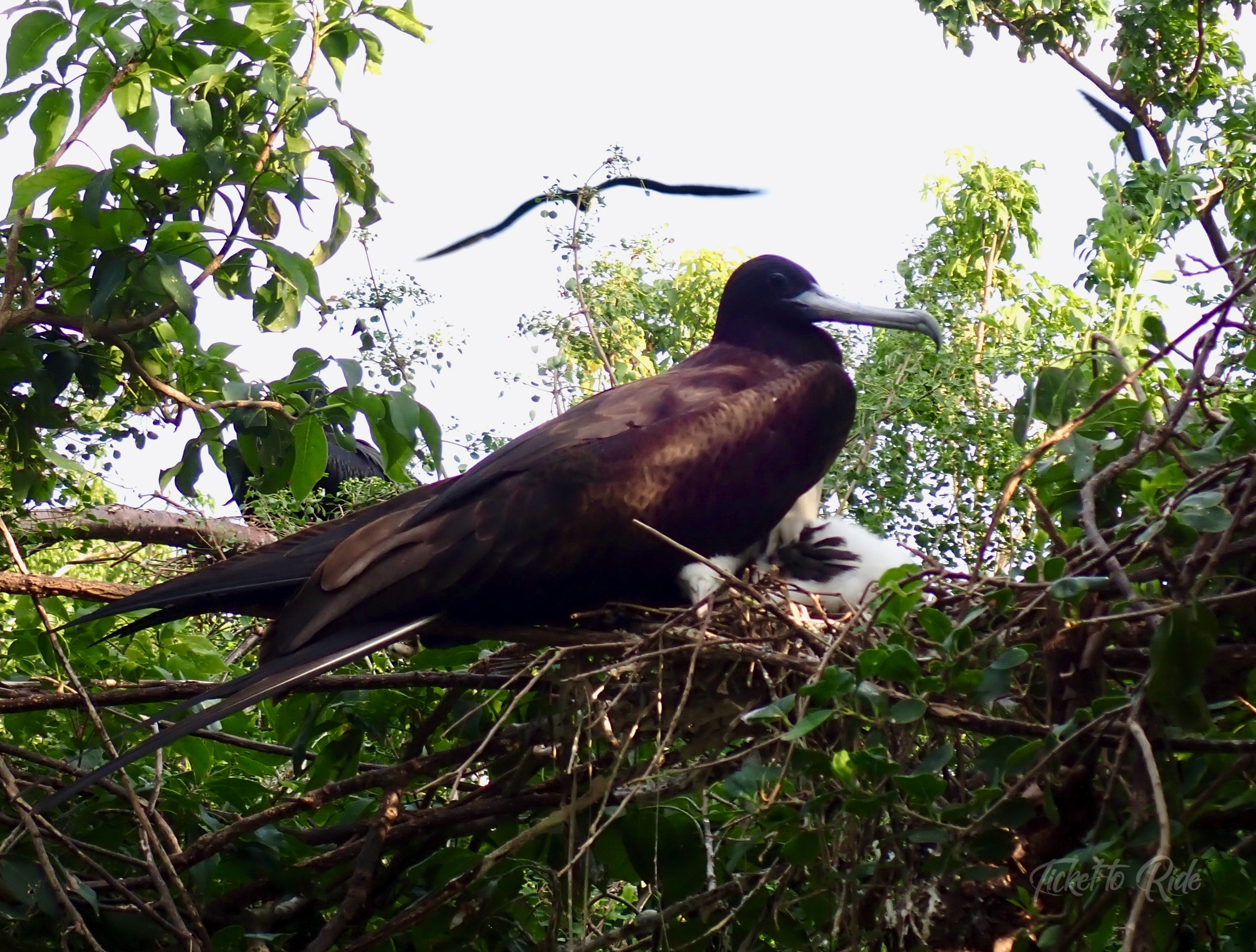 Isla Isabel ~ Escape To Paradise for Birds and Birders. – Ticket to Ride