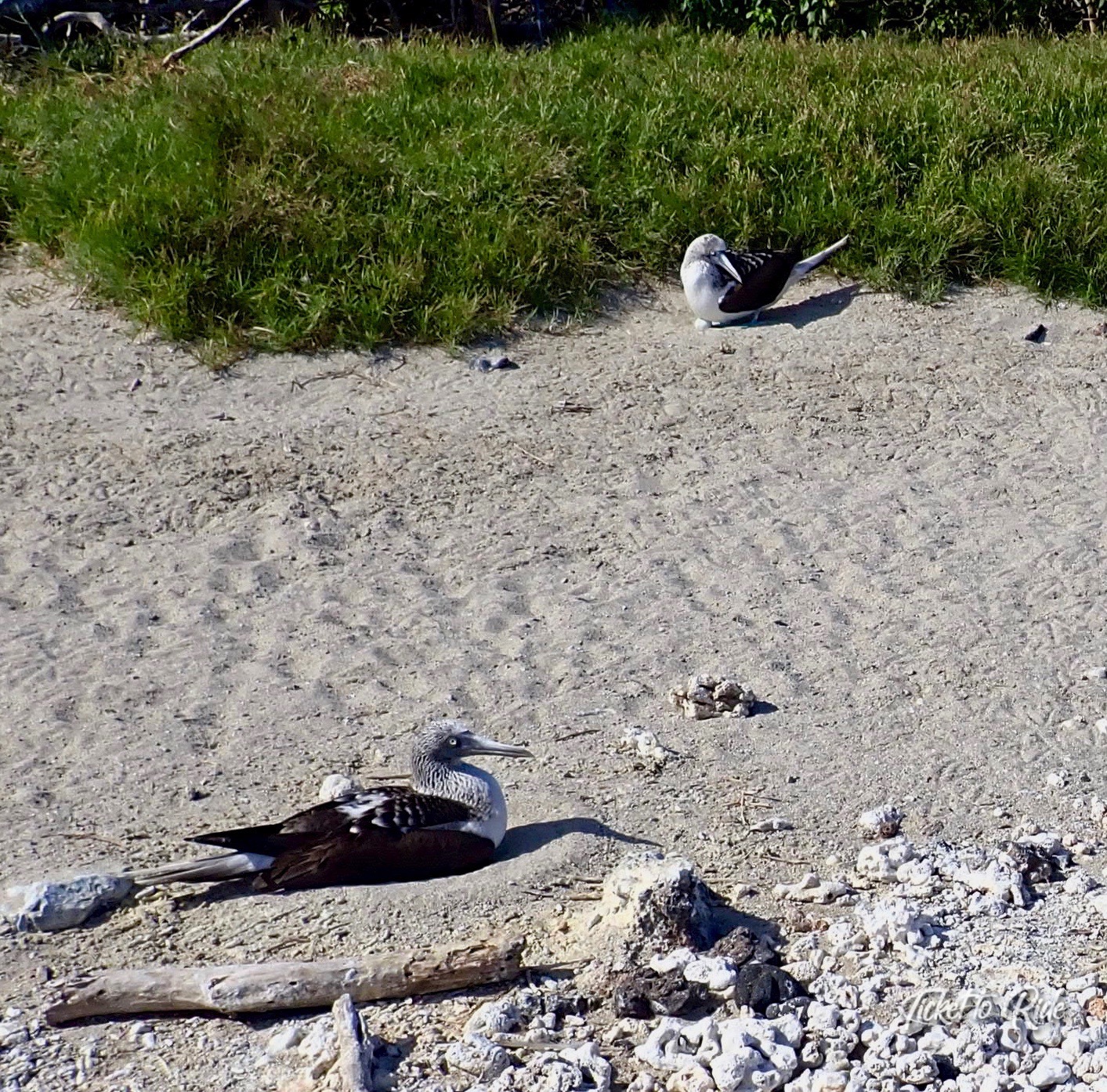 Isla Isabel ~ Escape To Paradise for Birds and Birders. – Ticket to Ride