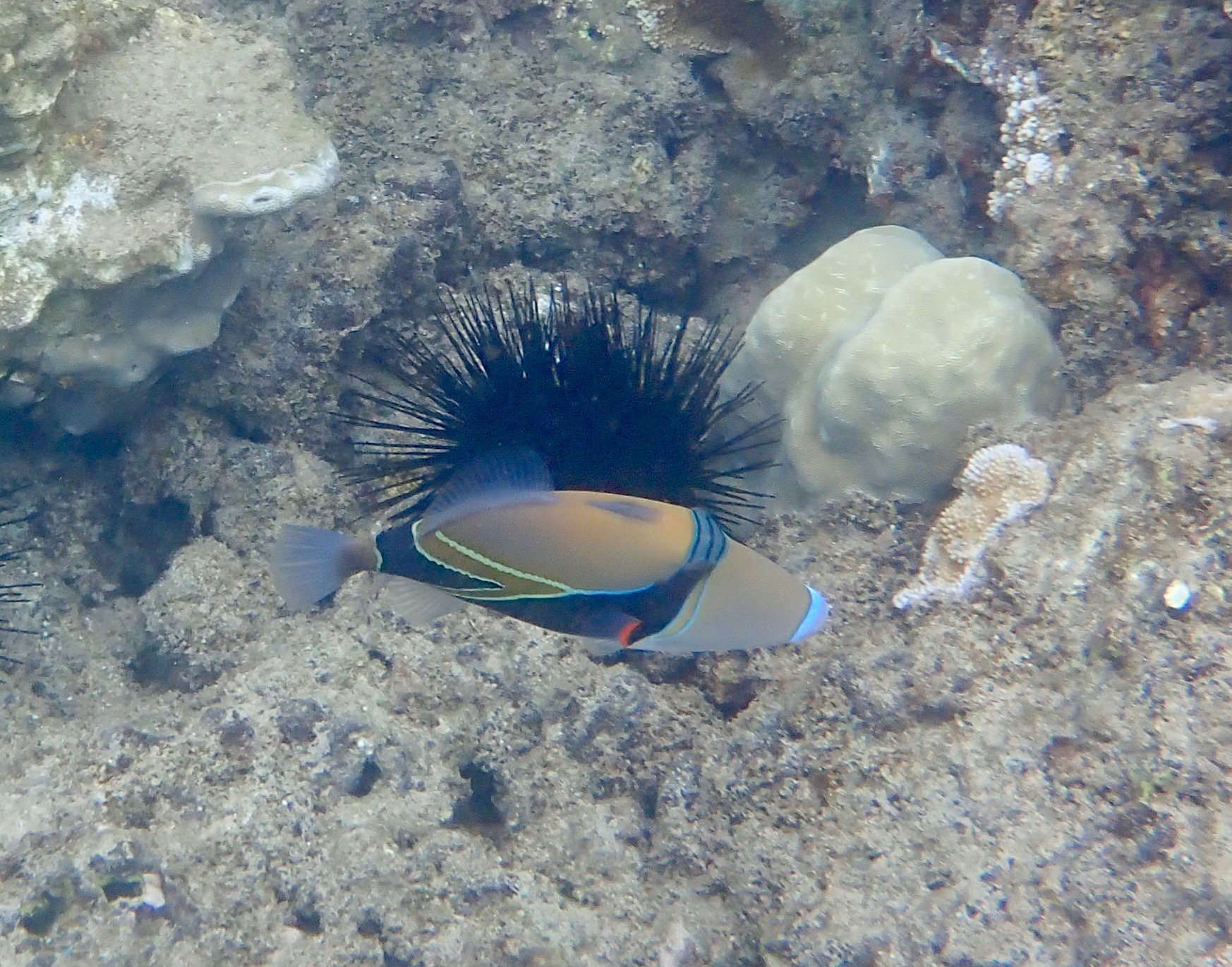 Floating In an Aquarium During COVID-19 Isolation. – Ticket to Ride